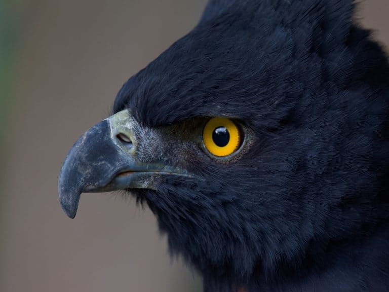 Crested Eagle: The Ultimate Guide - Operation Migration