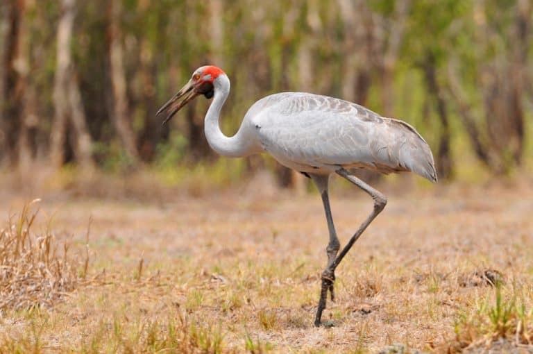Brolga: The Ultimate Guide - Operation Migration