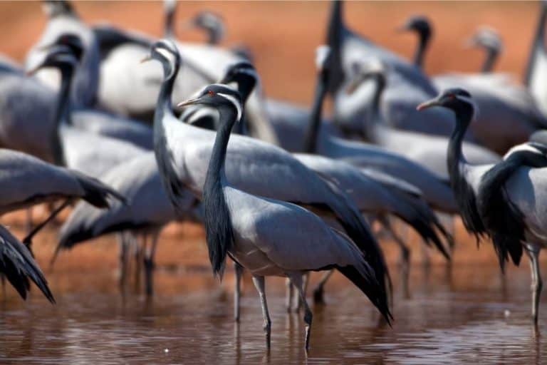 Demoiselle Crane: The Ultimate Guide - Operation Migration