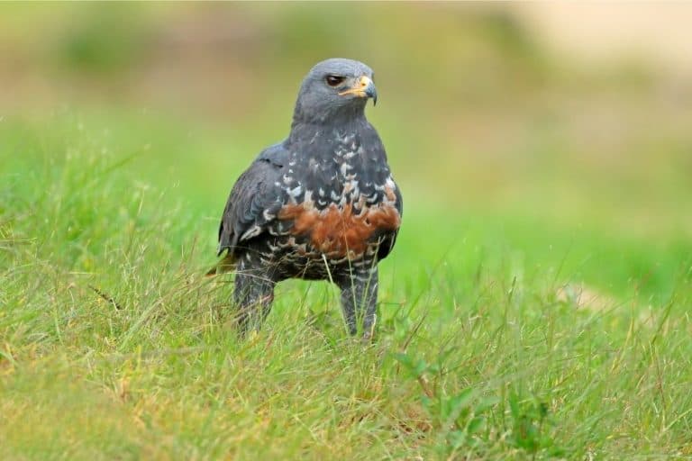 Jackal Buzzard: The Ultimate Guide - Operation Migration