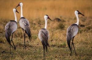 Wattled Crane: The Ultimate Guide - Operation Migration