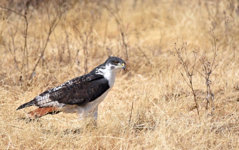 Upland Buzzard: The Ultimate Guide - Operation Migration