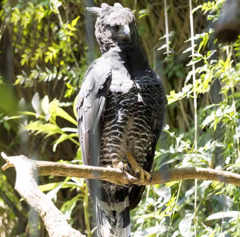 Crested Eagle: The Ultimate Guide - Operation Migration