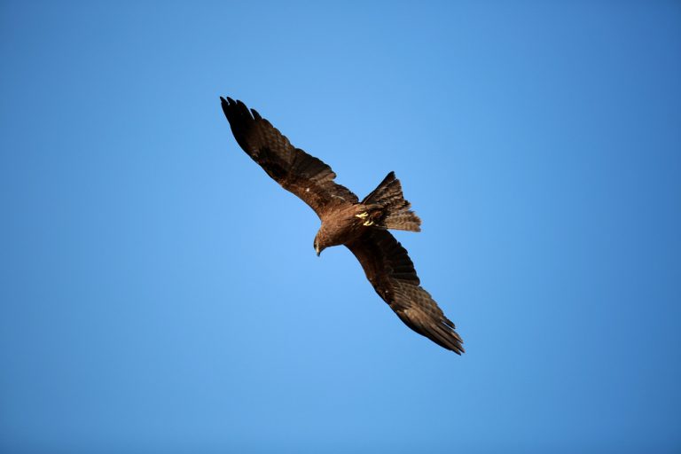 Indian Spotted Eagle: The Ultimate Guide - Operation Migration