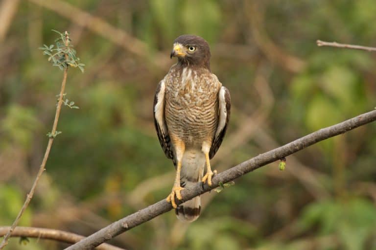 Roadside Hawk: The Ultimate Guide - Operation Migration