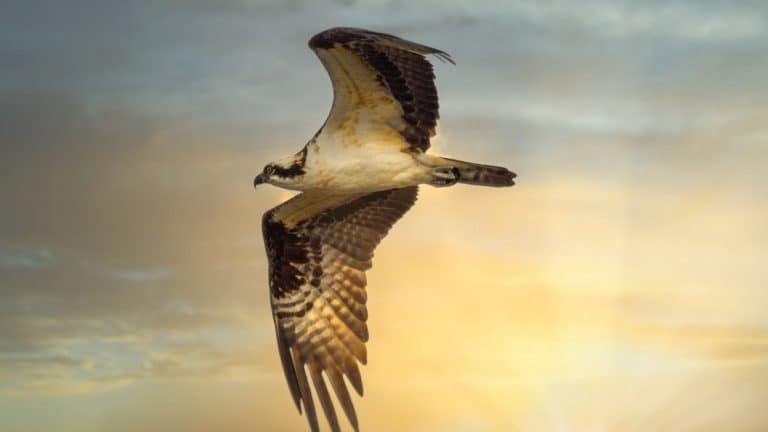Short-tailed Hawk: The Ultimate Guide - Operation Migration
